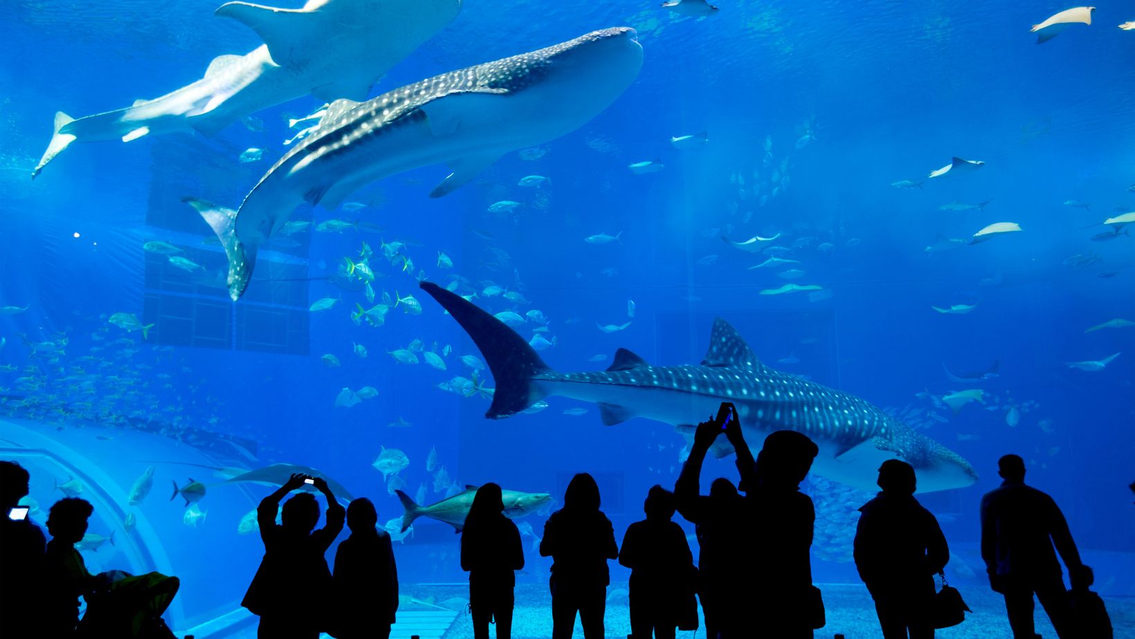 Blending Nature and Culture with SEA Aquarium and Wonderfood Museum - myfavouriteplaces.org